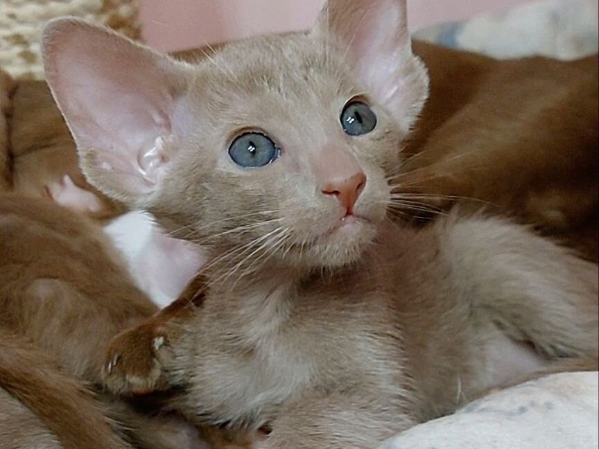 Ориентальная кошечка фавн