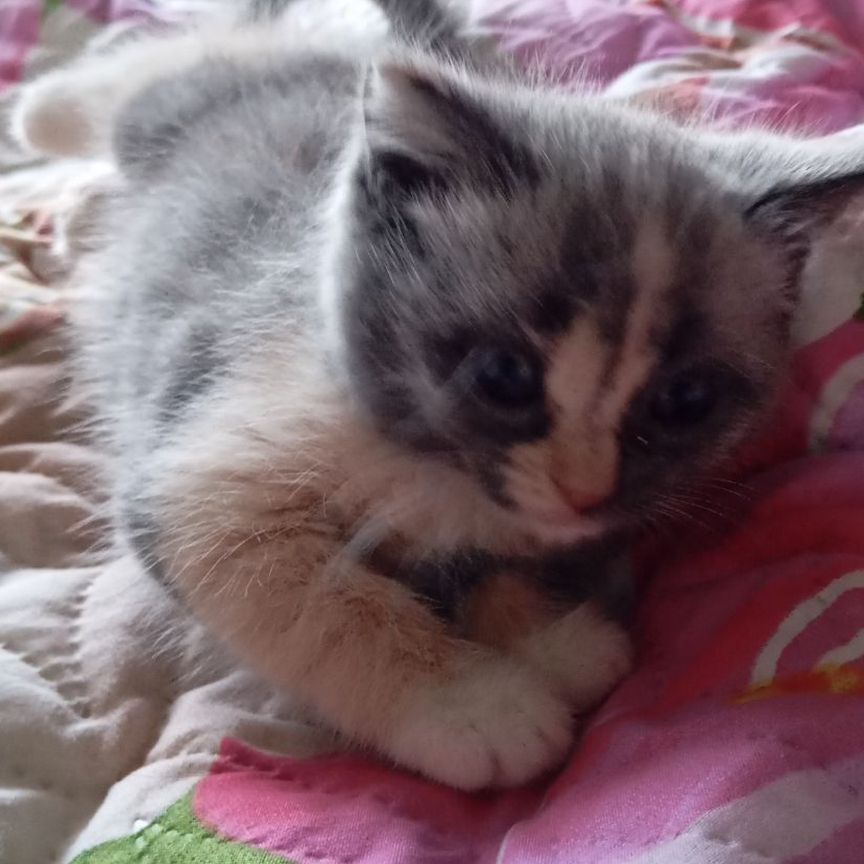 Шотландская помесь бесплатно