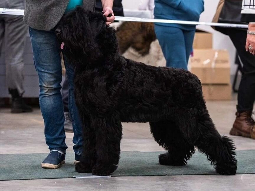 Русский черный терьер щеночки