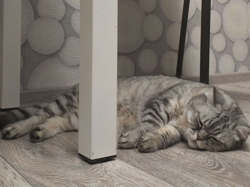 Отдам кошку в добрые руки