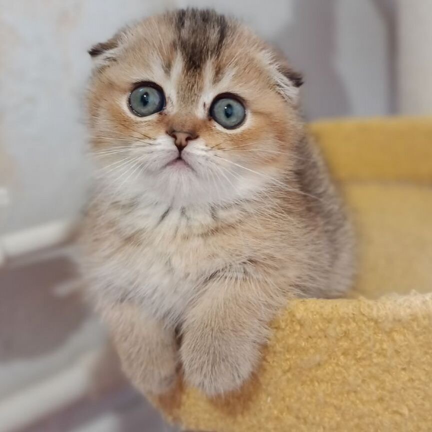 Шотландский вислоухий короткошёрстный котёнок