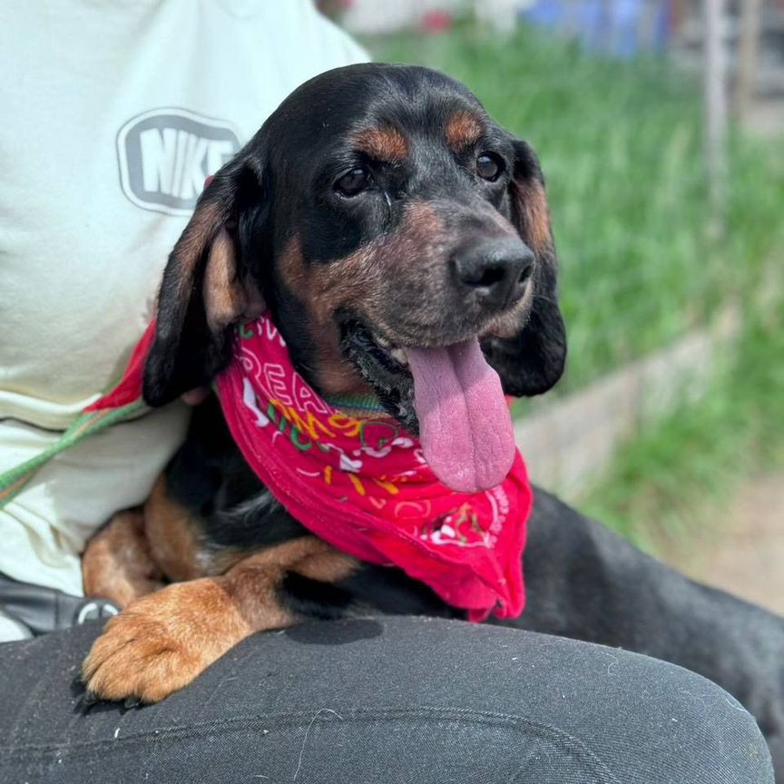 Пёс Чаплин из приюта в поиске дома