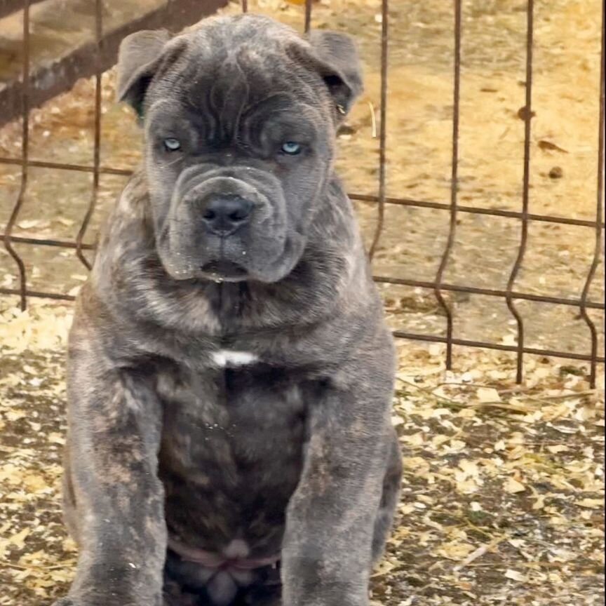 Кане корсо - малышка из питомника