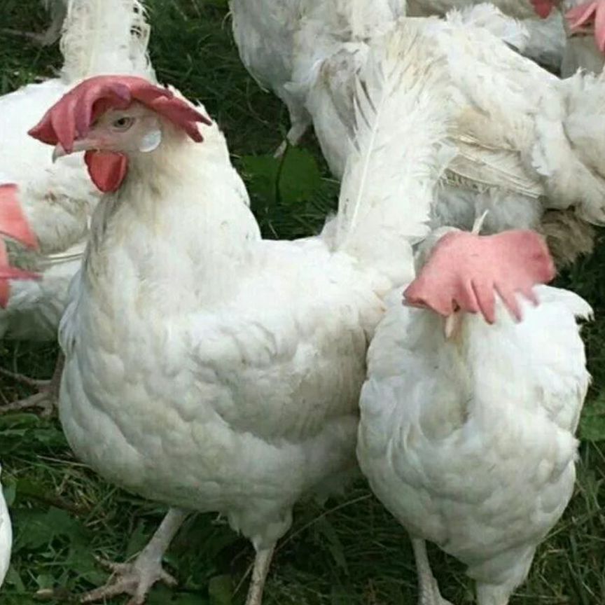 Куры- несушки Леггорн белые