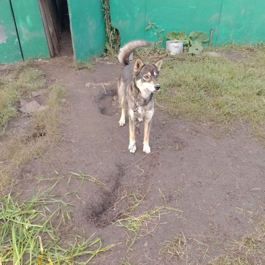 Собака в добрые руки