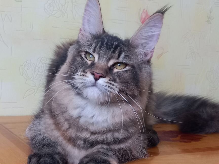 Шикарная девочка мейн кун