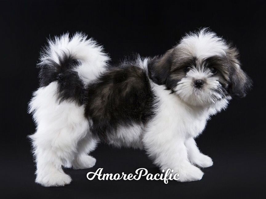 Щенки Лхаса апсо из питомника Amore Pacifik