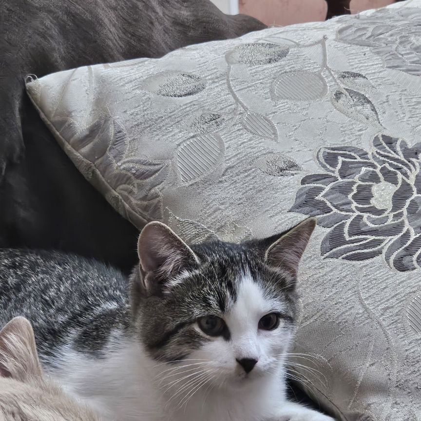 Отдадим пушистых комочков