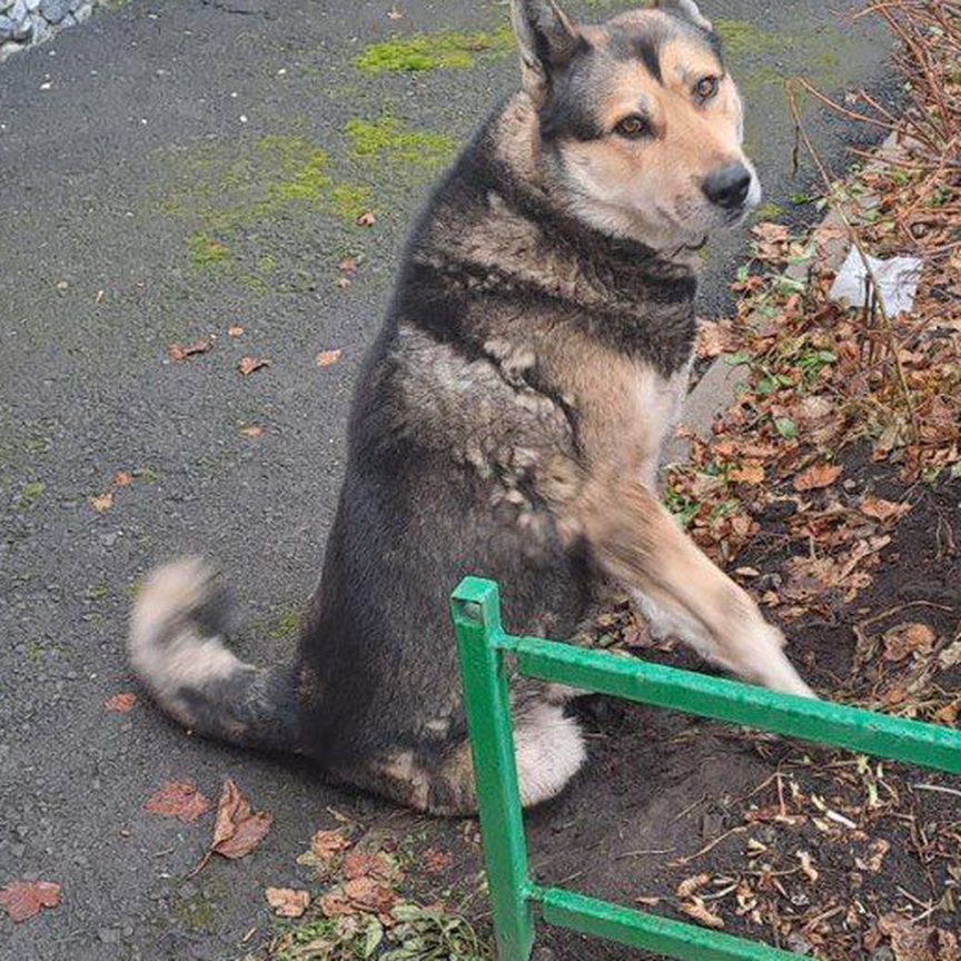 Взрослый пёс в добрые руки