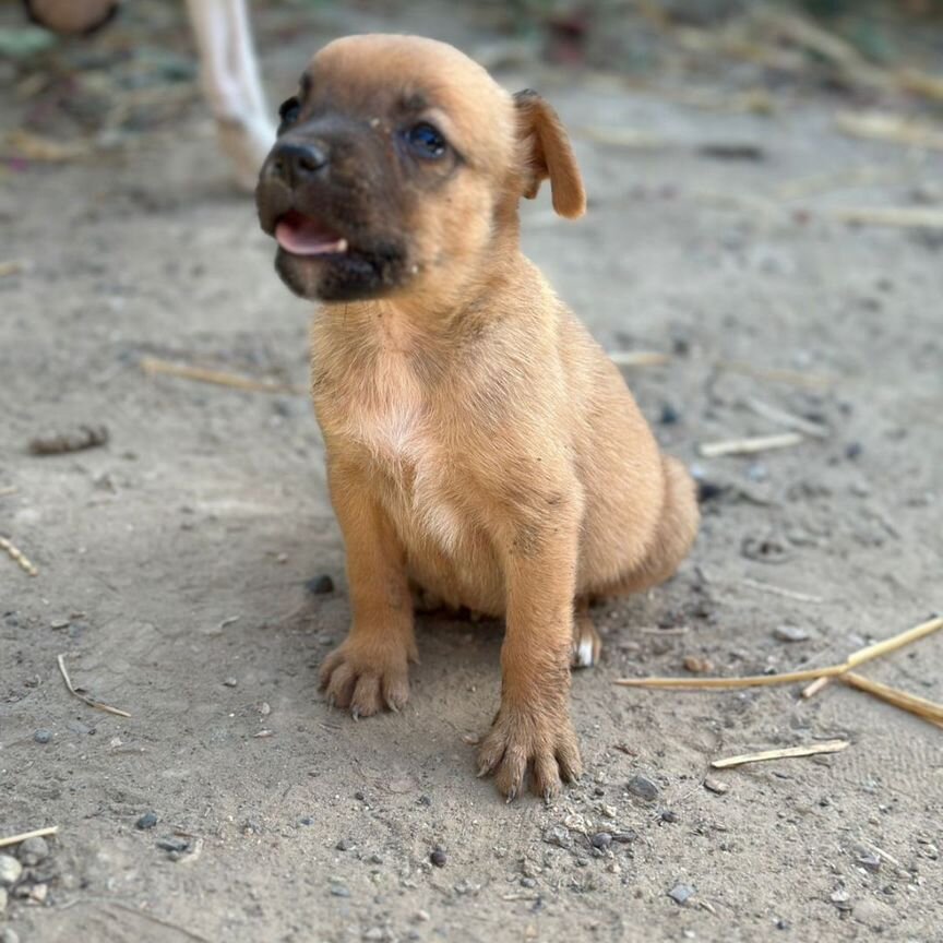 Щенки стаффорда