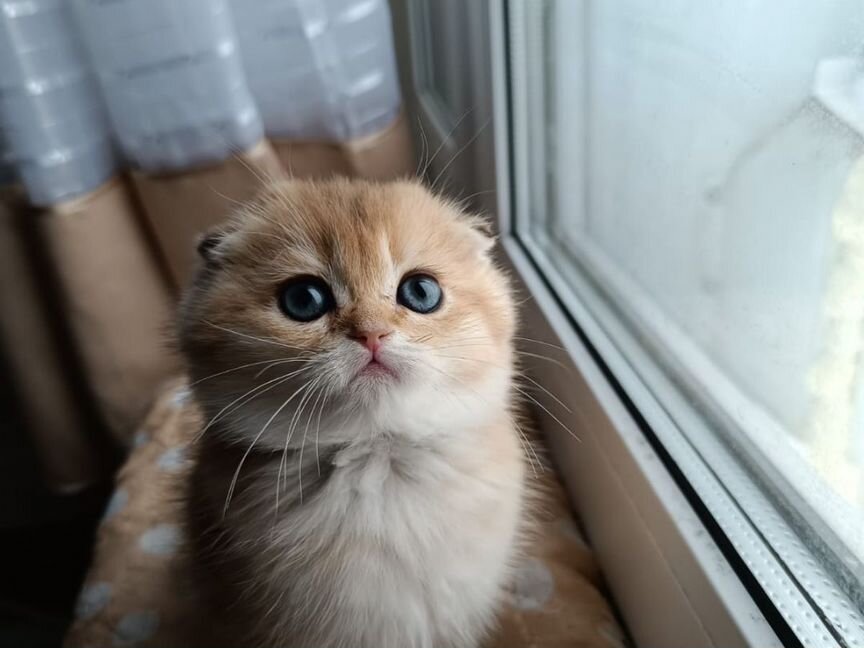 Шотландская вислоухая кошка
