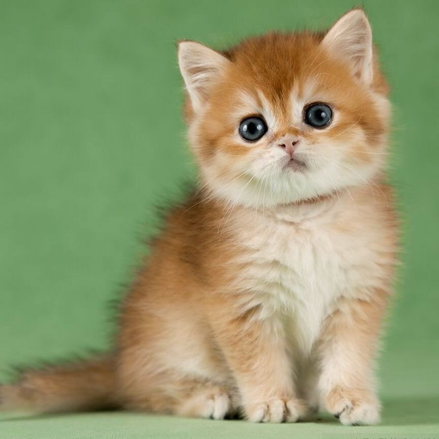 Котята золотые британские шиншиллы