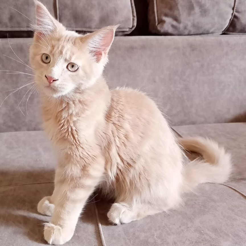 Котенок мейн-кун