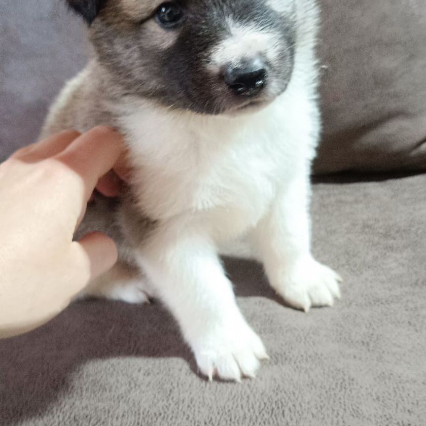 Щенок лайки 1 месяц