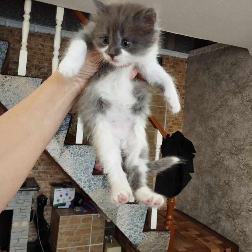 Сибирский котёнок