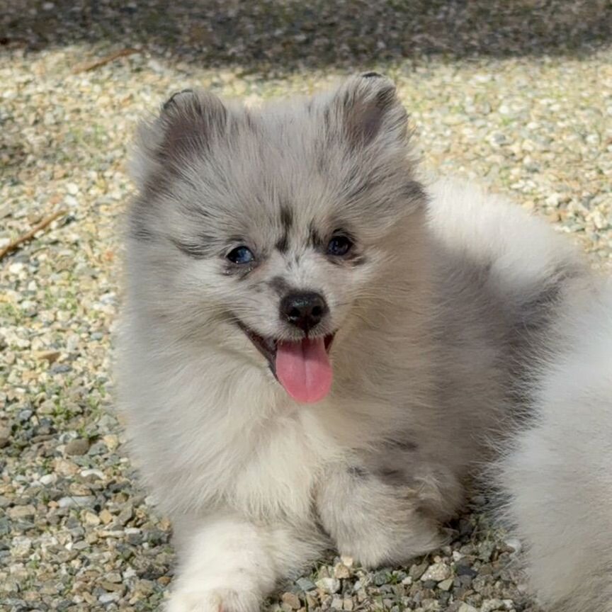 Щенки шпица