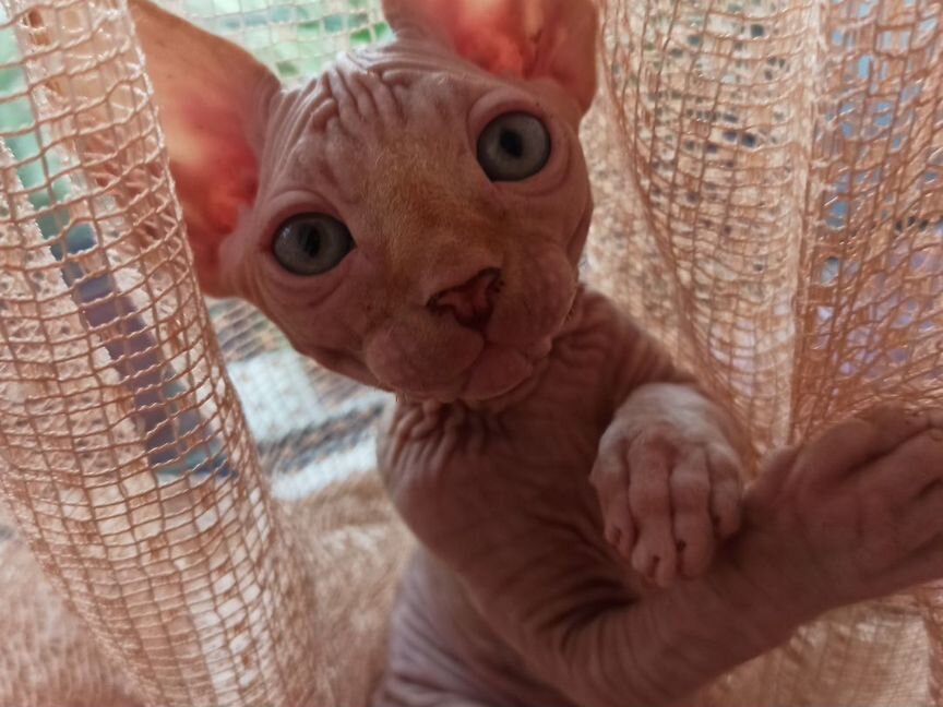 Канадский сфинкс