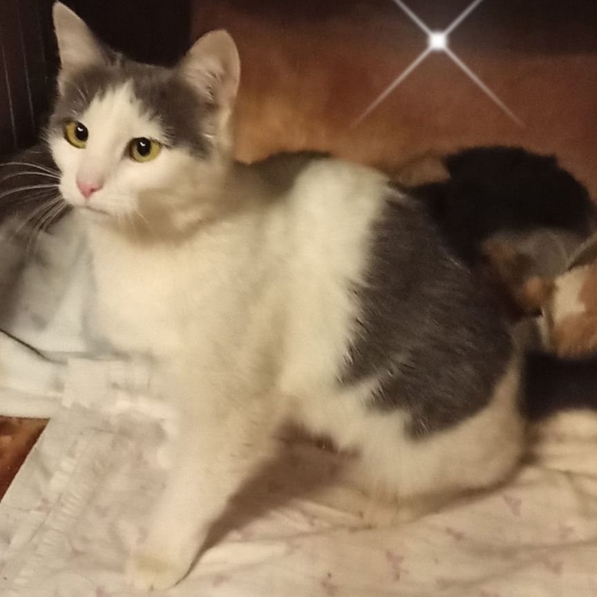 Кошка