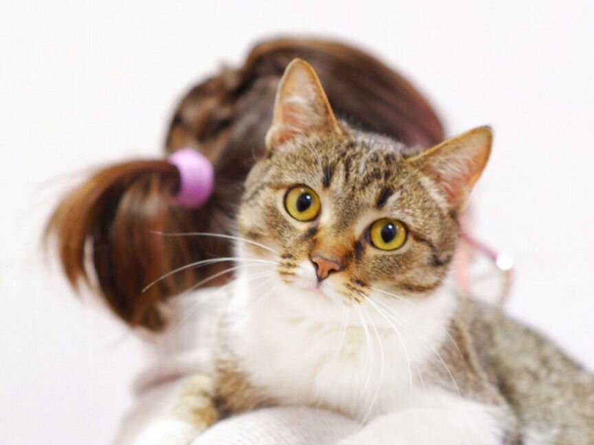 Ласковая, активная бело-коричневая кошка ищет дом