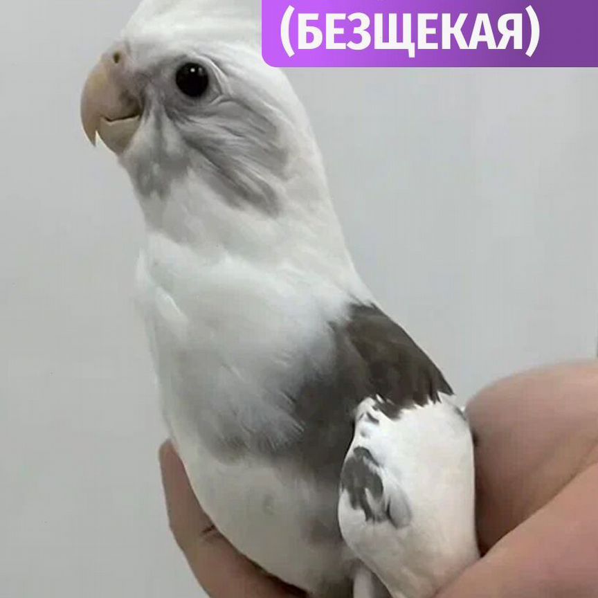 Попугай Корела безщекая