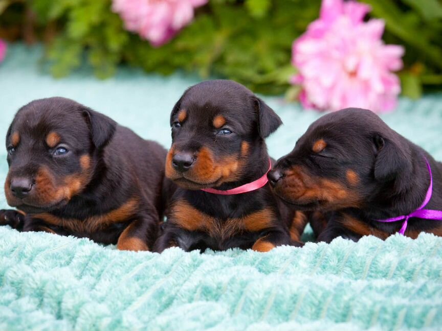 Малыши доберманы от чемпионов
