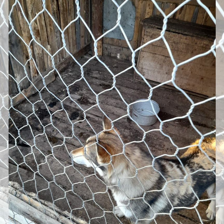 Западносибирская лайка