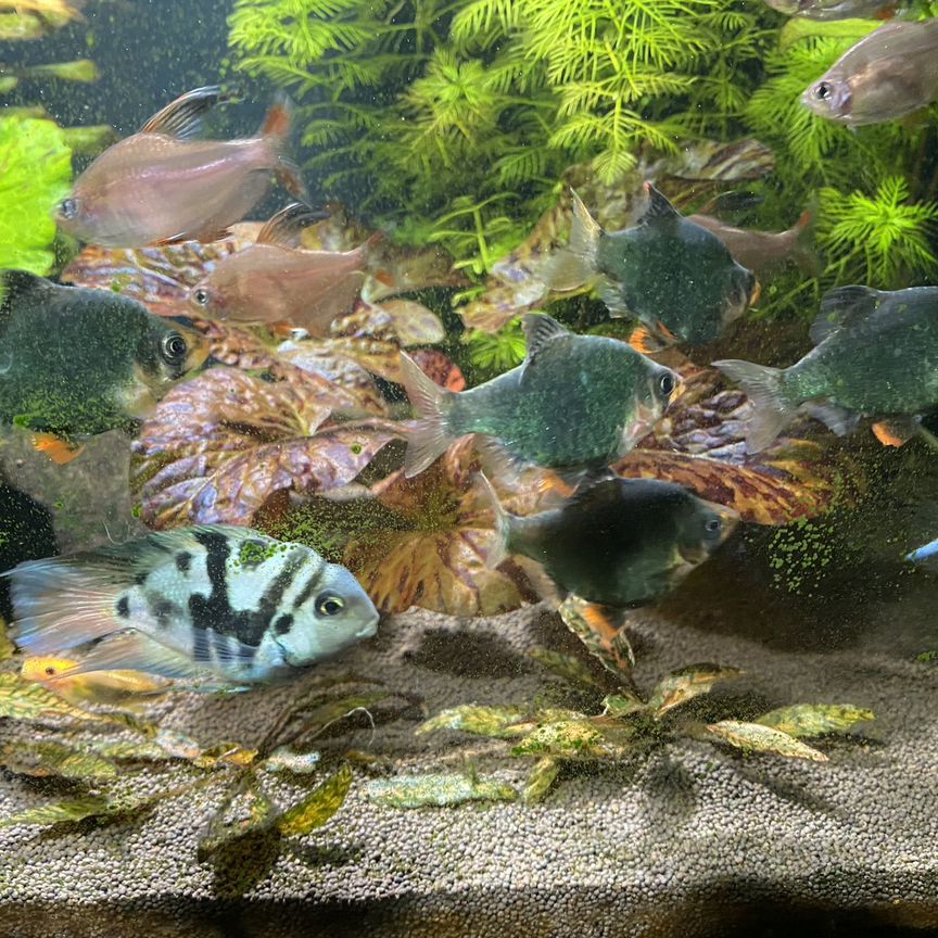 Попугай сапфировый тигровый синий