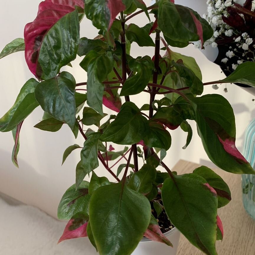 Альтернантера (не аквариумная)