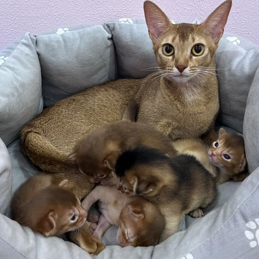 Абиссинские котята