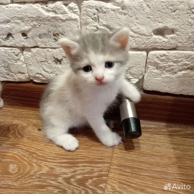 Отдам даром красивых котят