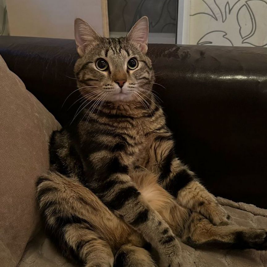 Кот