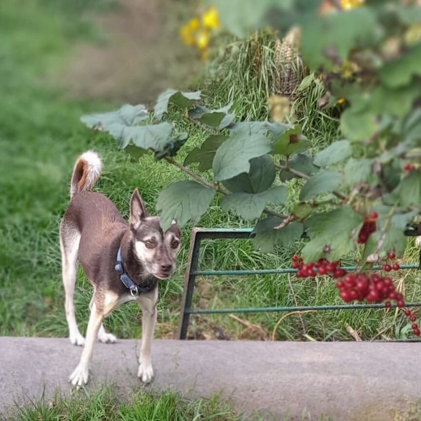 Небольшая собака ищет дом/передержку