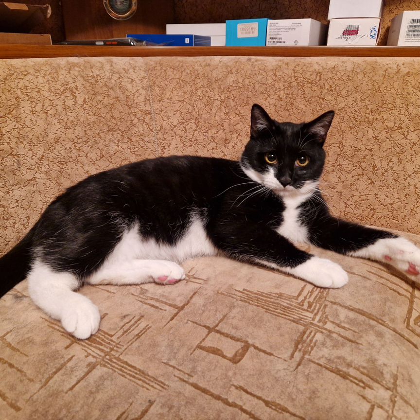 Котёнок бесплатно