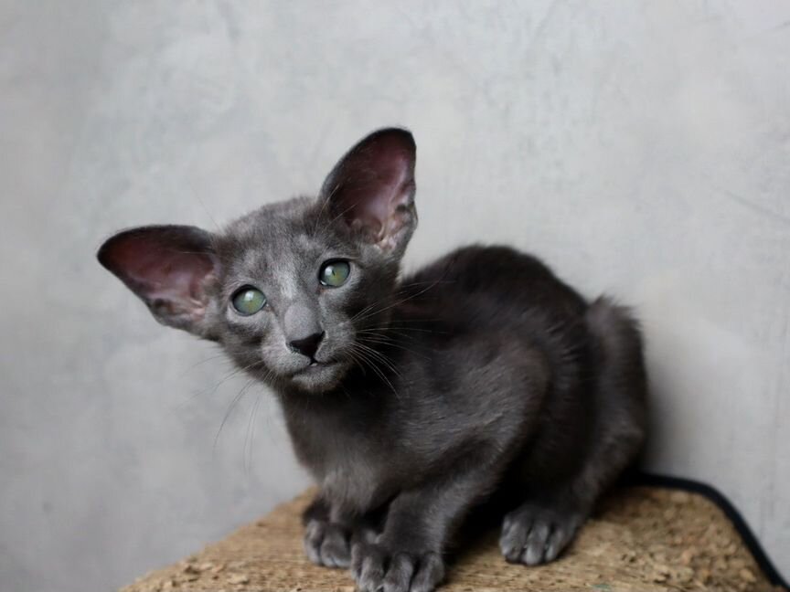 Ориентальные котята