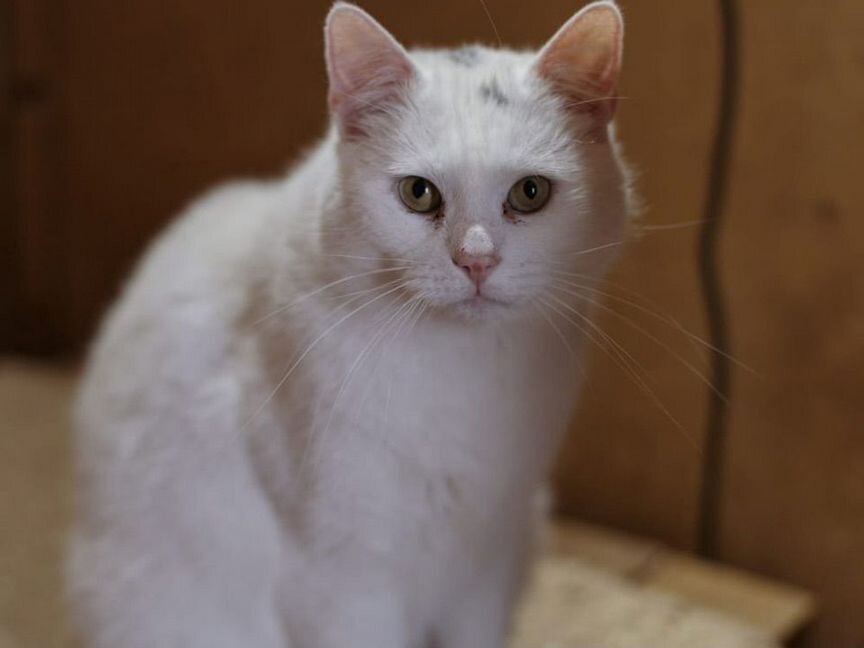 Котик Одуванчик в хорошую семью бесплатно