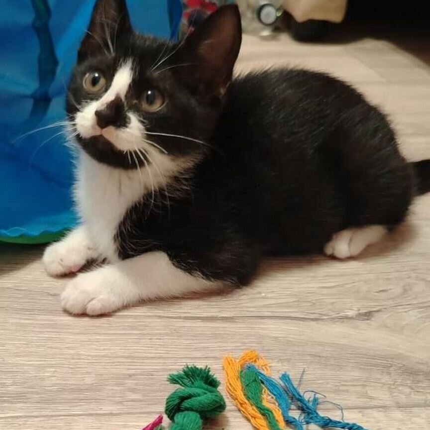 Котенок ищет дом