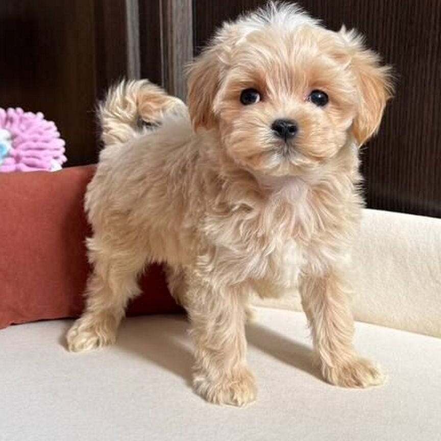 Мальтипу, щенок