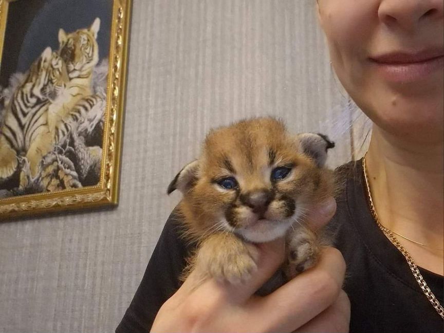 Каракет девочка
