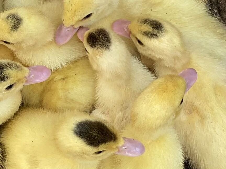 Индоутки белые