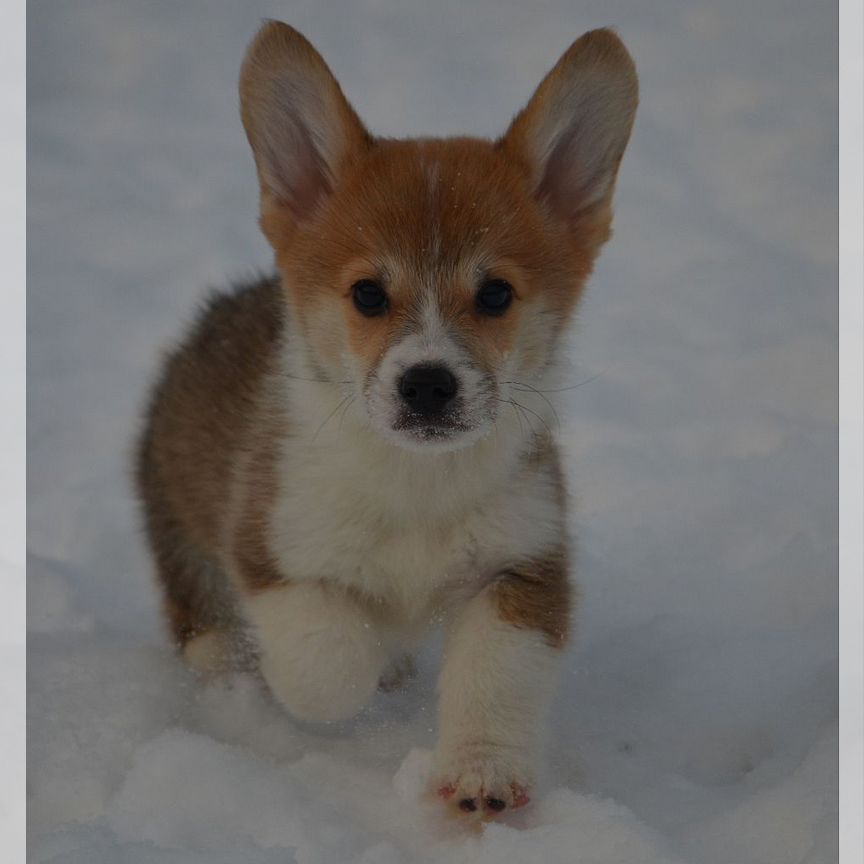 Вельш Корги Пемброк, щенок