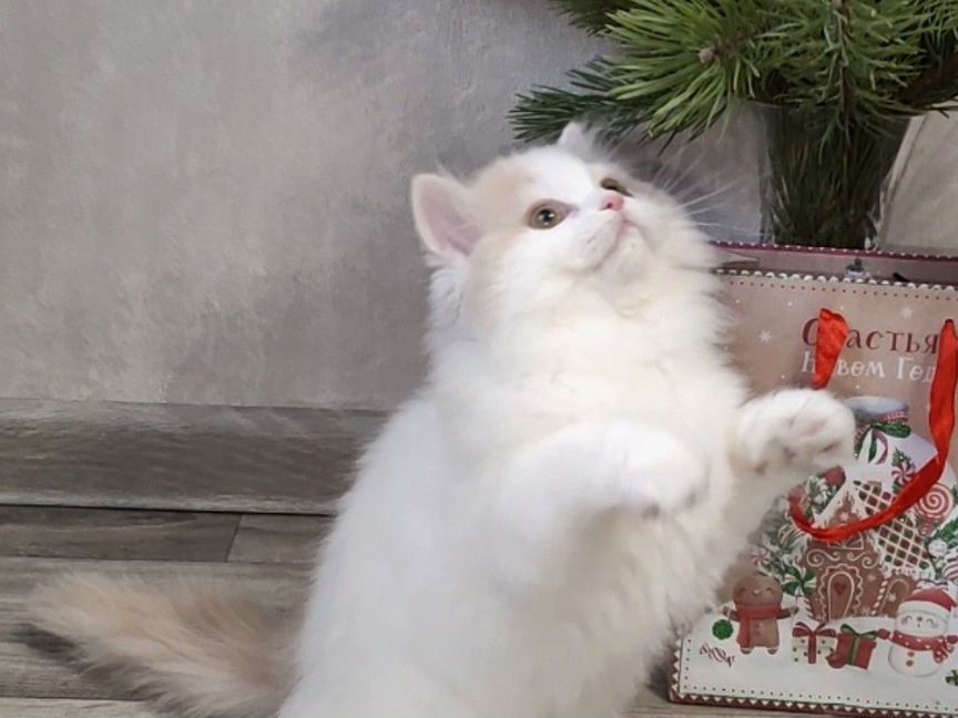 Зайчик шотландский