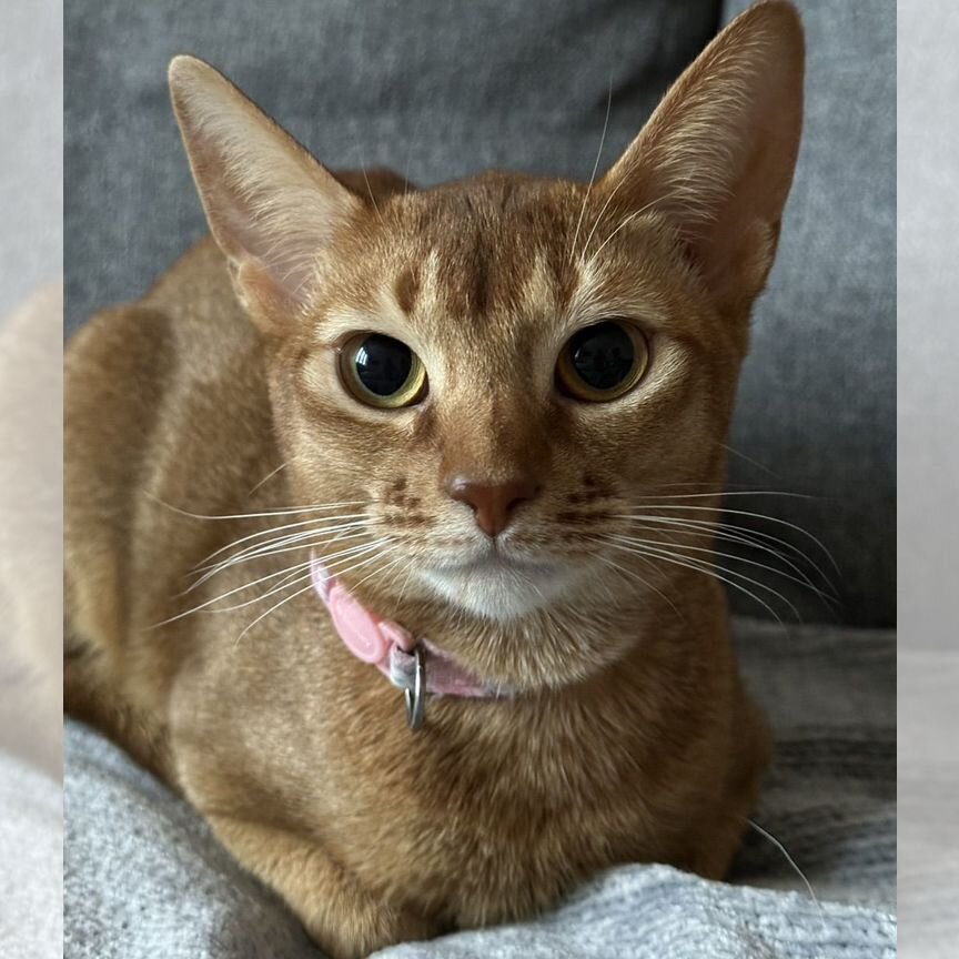 Абиссинская кошка, взрослая