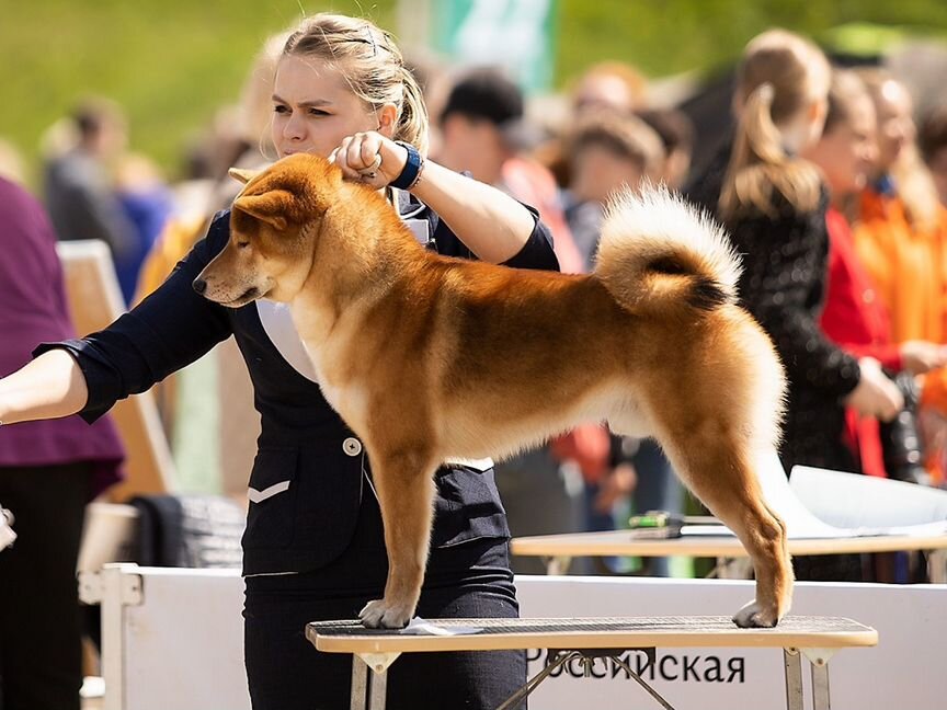 Кобель на вязку шиба