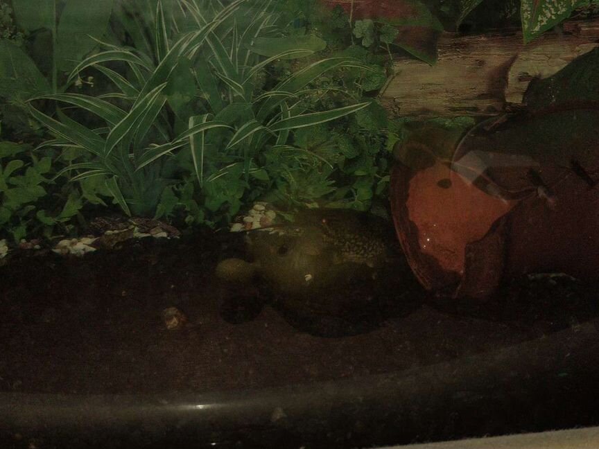 Аквариумные раки