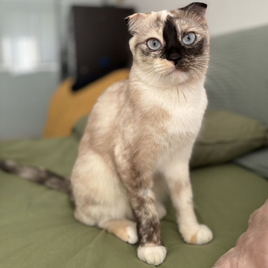 Кошка по имени Снежинка