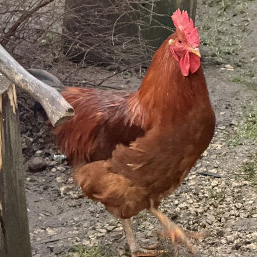 Молодой петушок