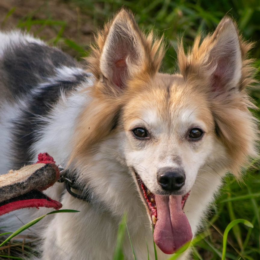 Взрослый пёс в добрые руки