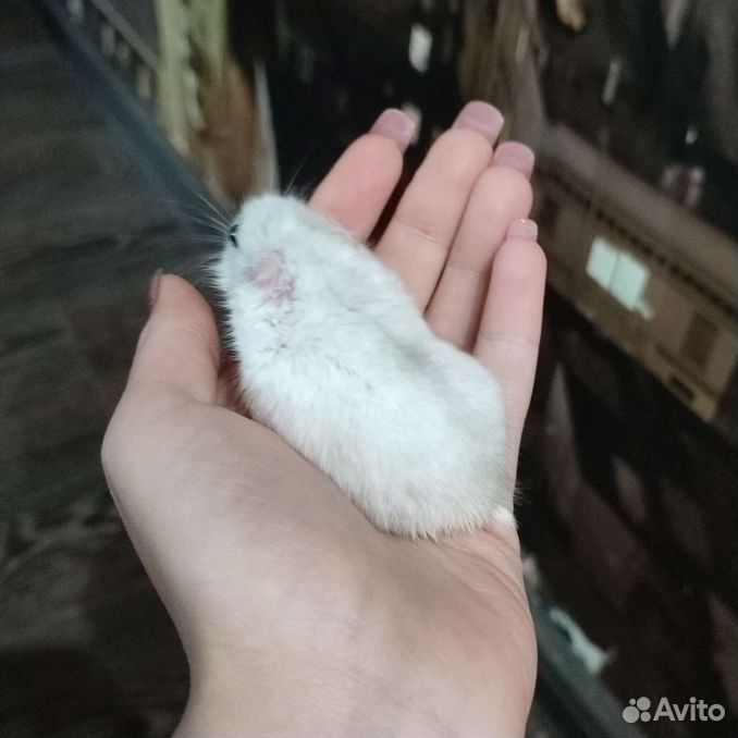 Отдам хомяка бесплатно 2 месяца