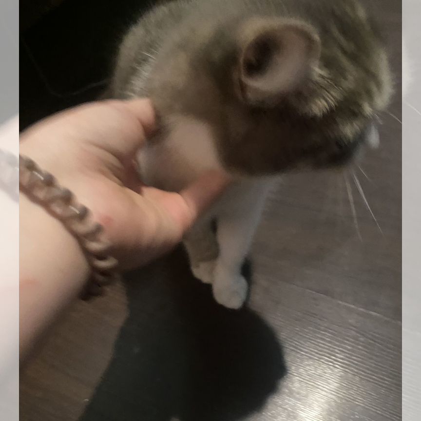 Абиссинский котёнок