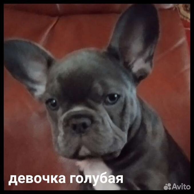 Французская принцесса